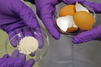 Researchers Use Eggshell Particles to Grow Bone Tissue in the Lab ...