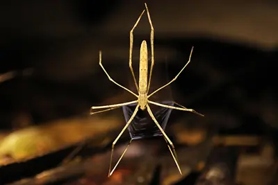 Researchers Untangle the Secrets of Net-casting Spiders | UMass Lowell